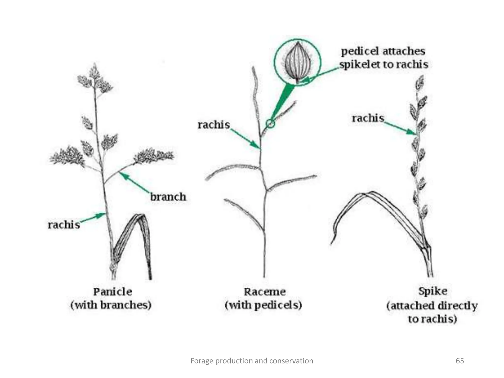 Forage production and conservation and forage identification | PPTX
