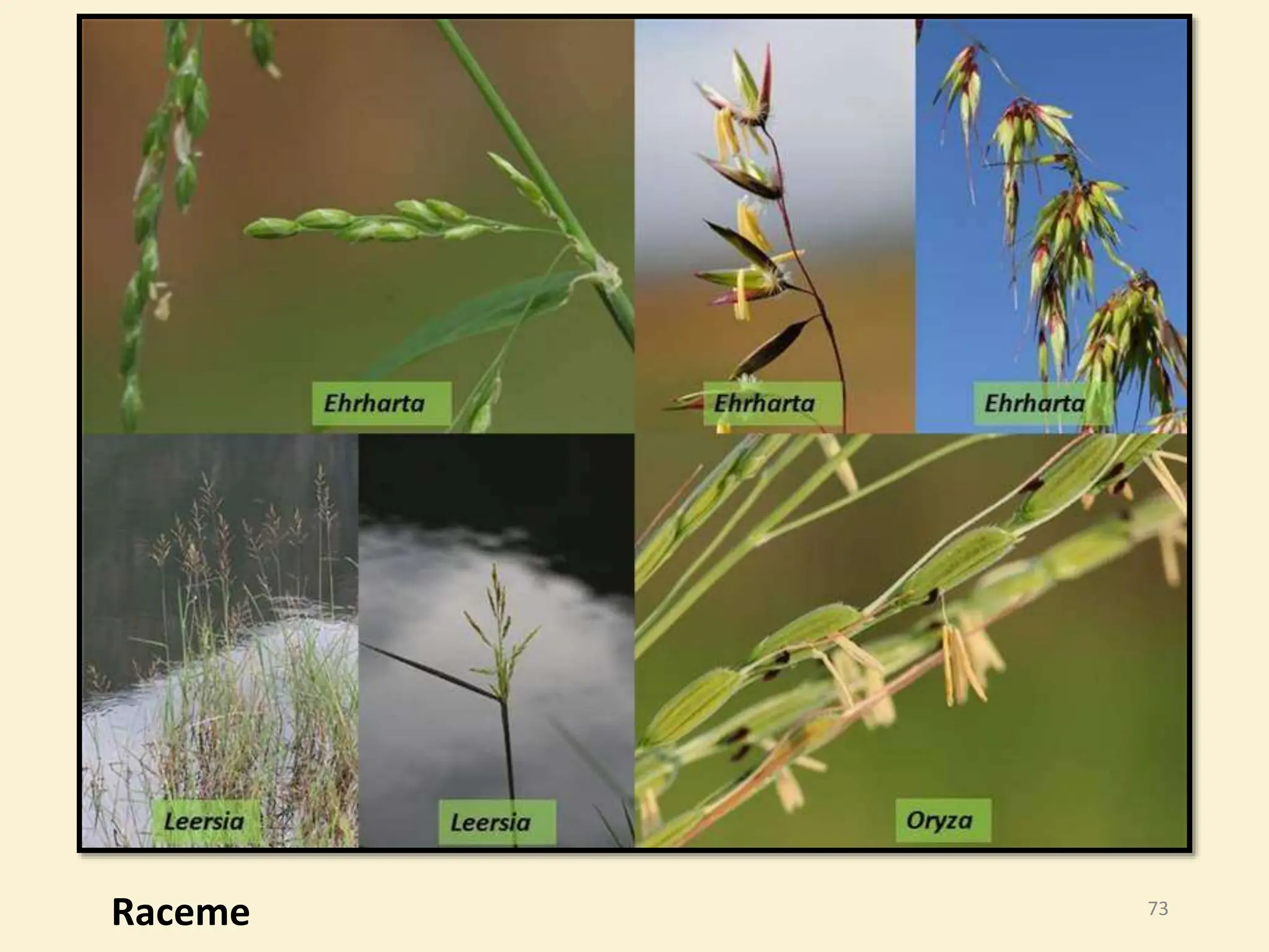 Forage production and conservation and forage identification | PPTX