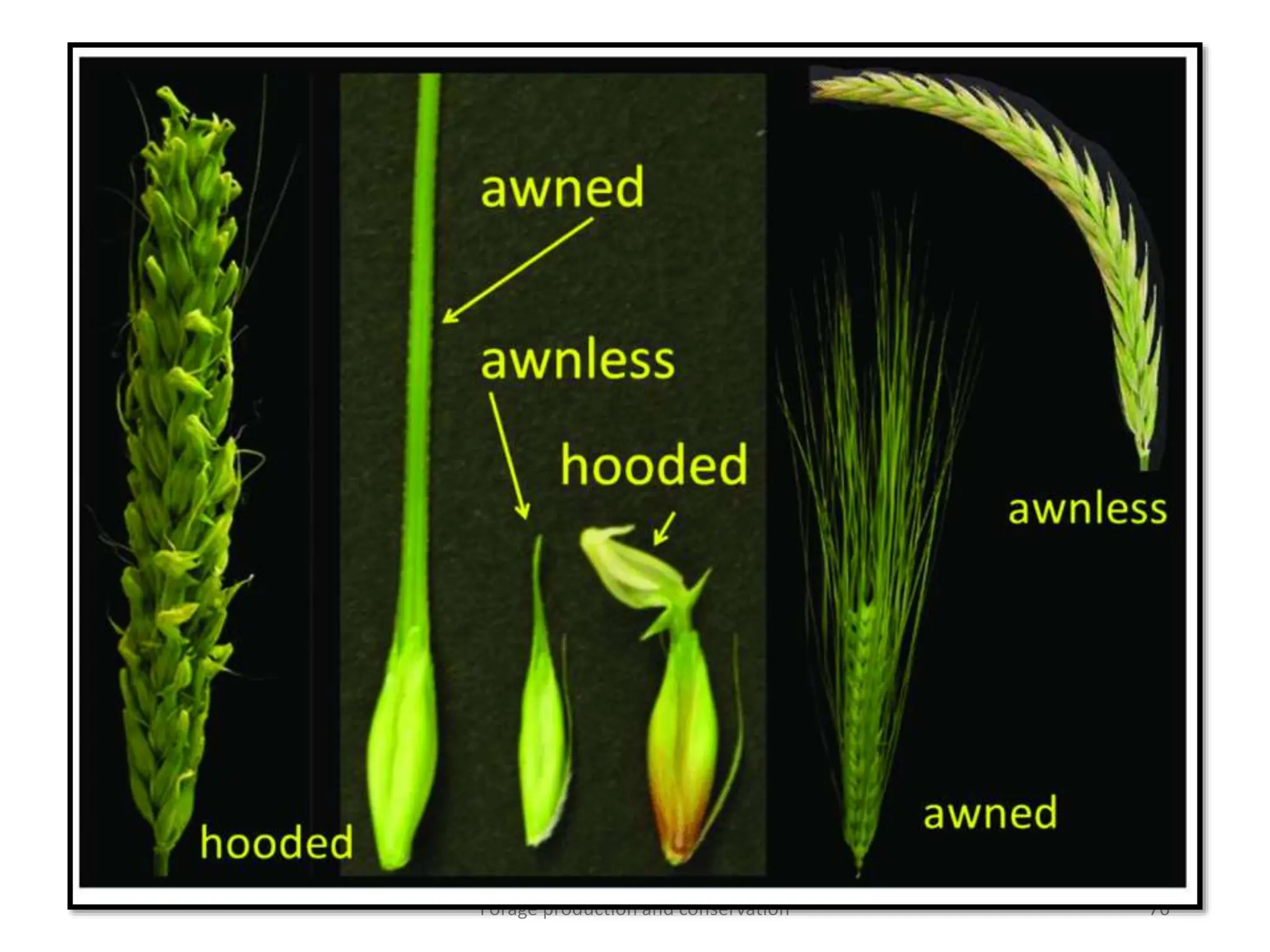 Forage production and conservation and forage identification | PPTX