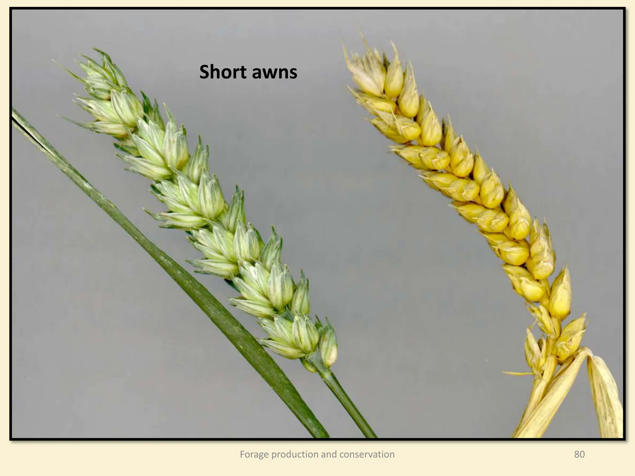 Forage production and conservation and forage identification | PPTX