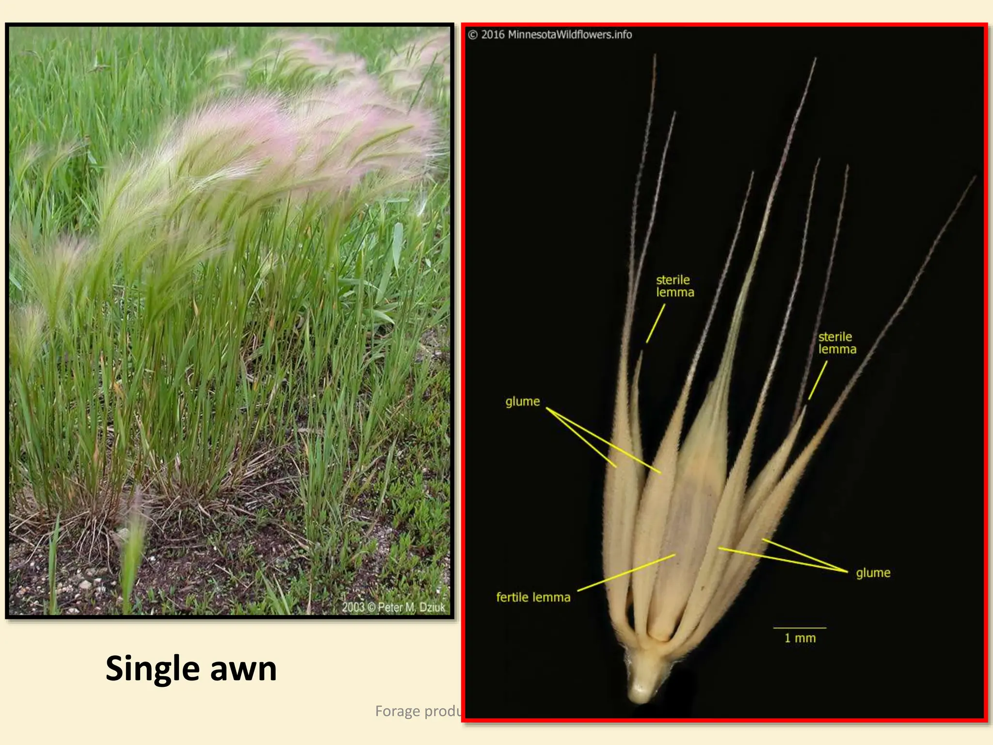 Forage production and conservation and forage identification | PPTX