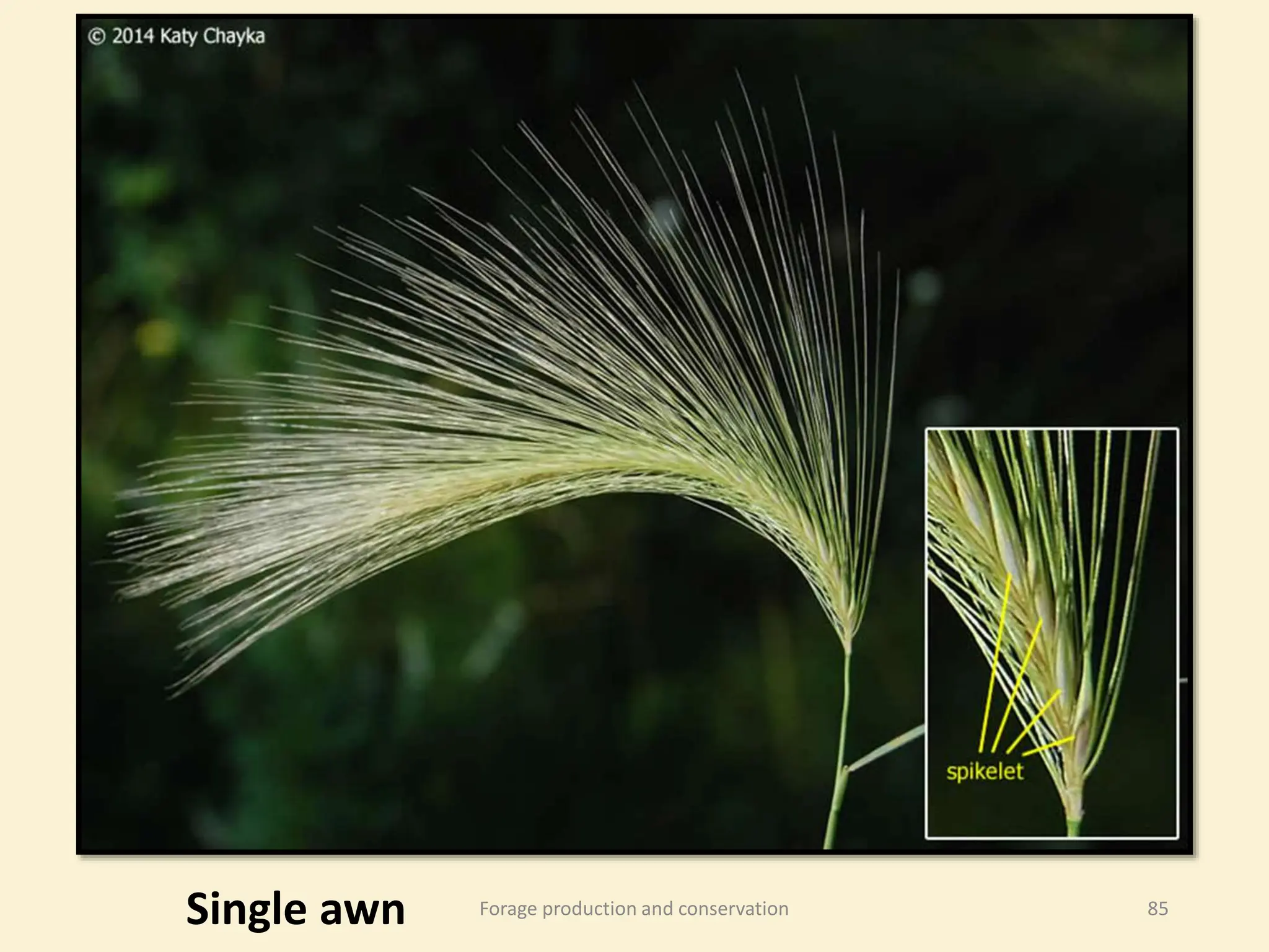 Forage production and conservation and forage identification | PPTX