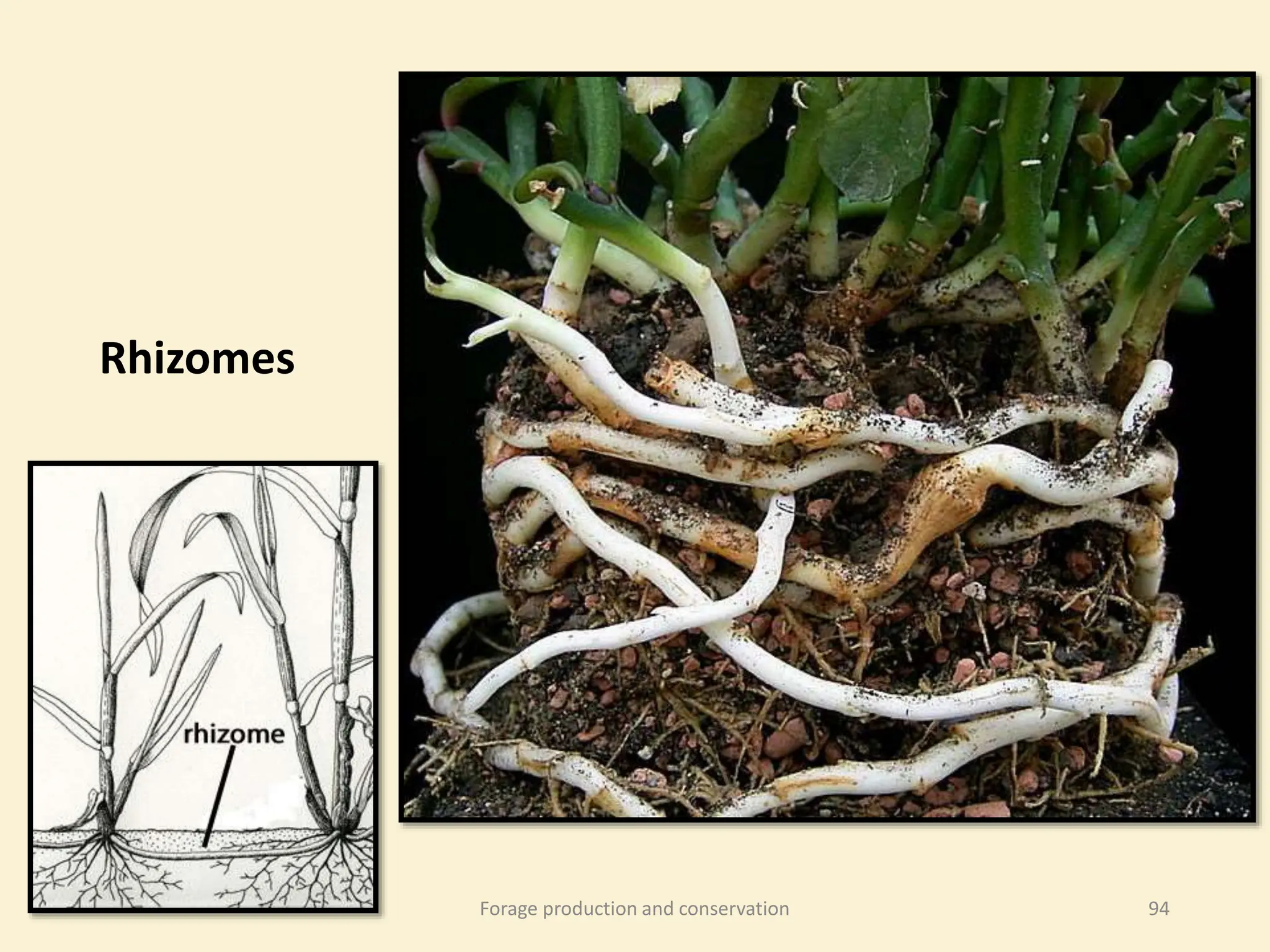 Forage production and conservation and forage identification | PPTX