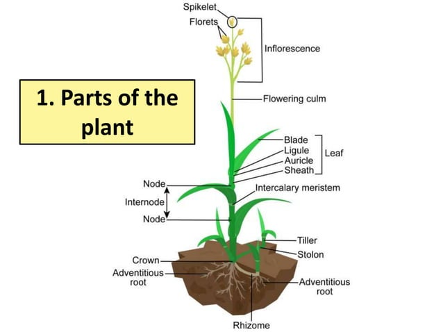 Forage production and conservation and forage identification | PPTX ...
