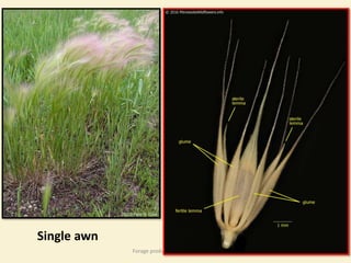Forage production and conservation and forage identification | PPTX