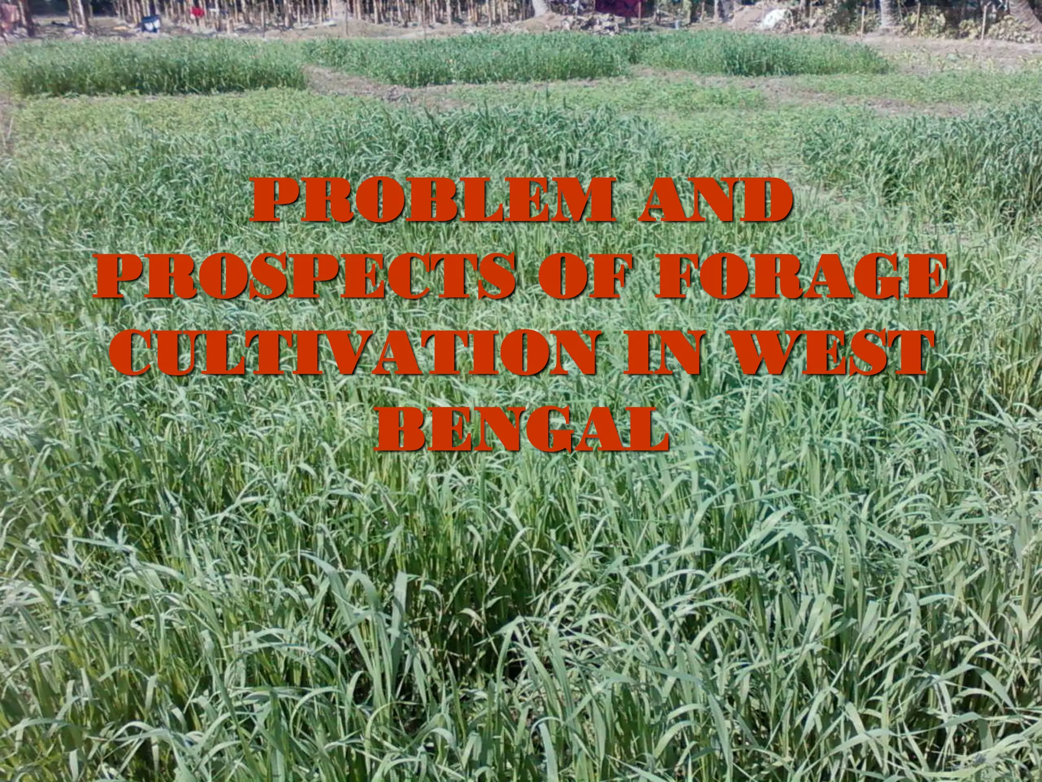 Forage production technology in west bengal pdf | PPT | Free Download