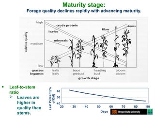 Forage yield and quality for animals ppt.pptx