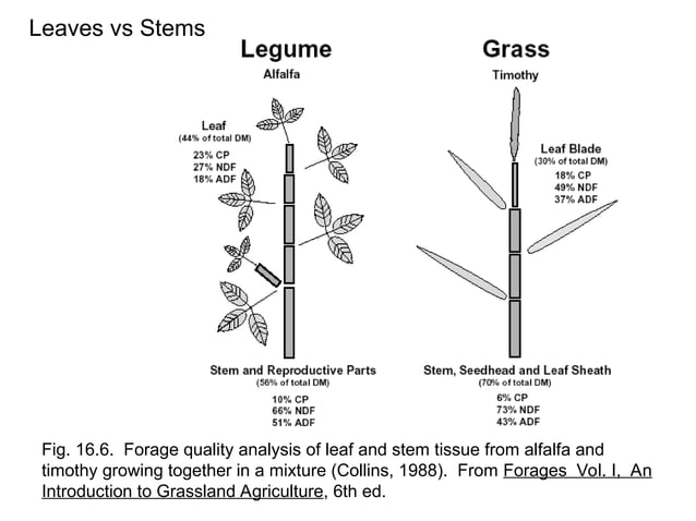 Forages515F11.ppt, forage crop descriptions | PPT | Free Download
