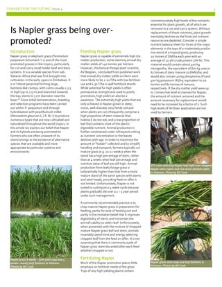 Forages for the Future Newsletter No 4 | PDF | Agriculture | Industries