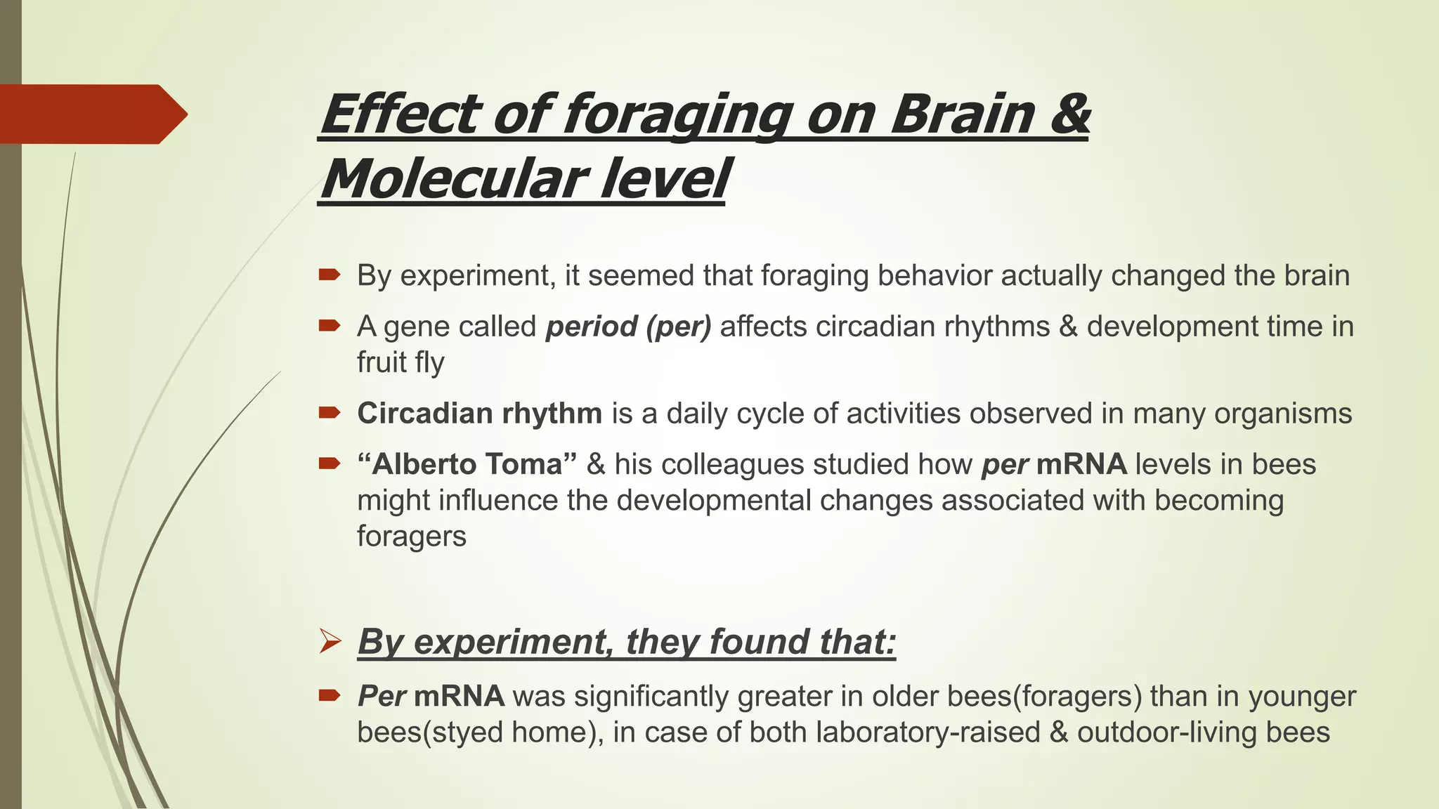 Foraging behavior in honey bees | PPTX