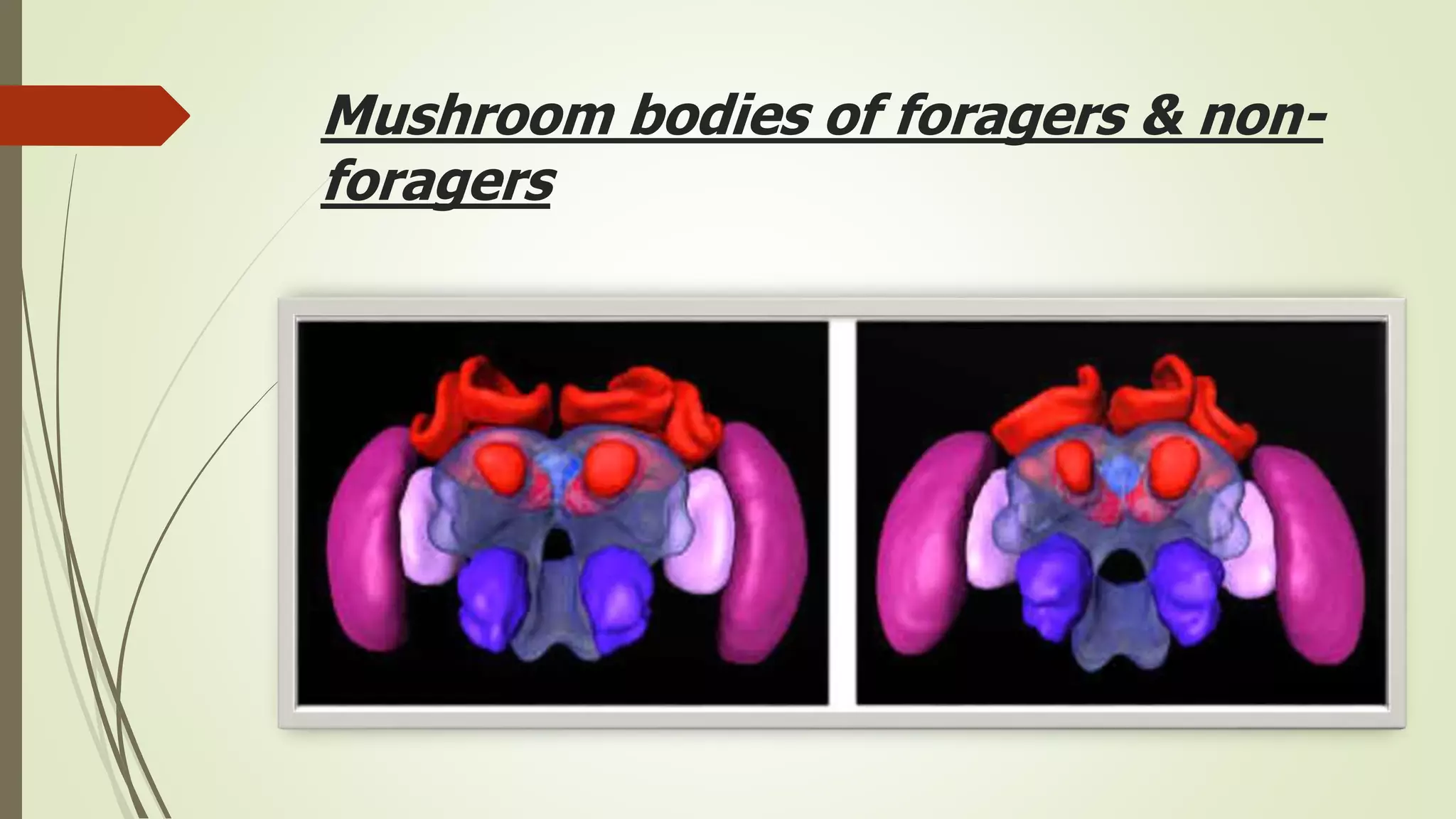 Foraging behavior in honey bees | PPTX