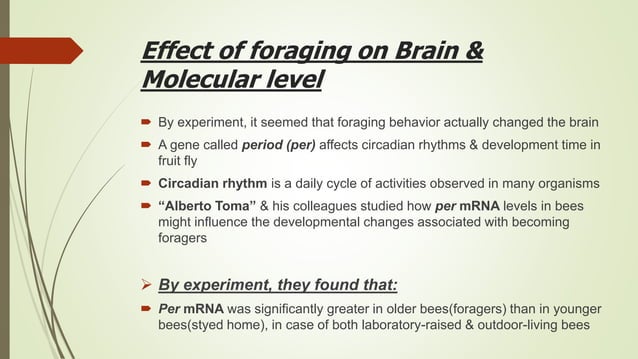 Foraging behavior in honey bees | PPTX