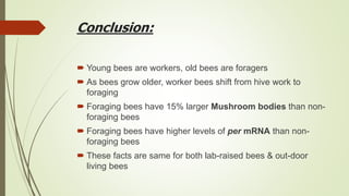 Foraging behavior in honey bees | PPTX