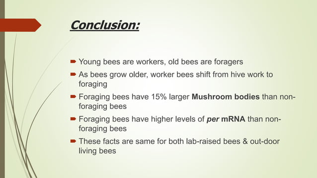 Foraging behavior in honey bees | PPTX