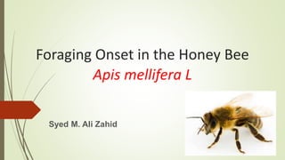 Foraging behavior in honey bees | PPTX