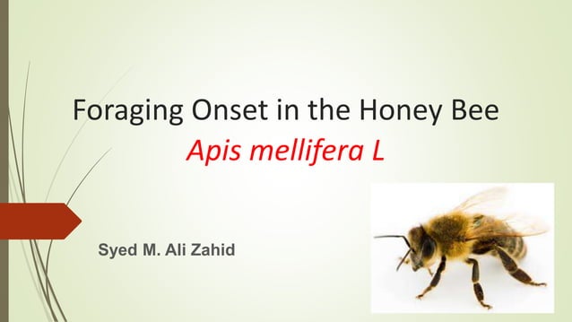 Foraging behavior in honey bees | PPTX