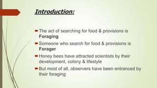 Foraging behavior in honey bees | PPTX