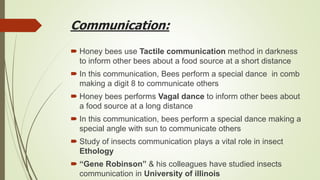 Foraging behavior in honey bees | PPTX