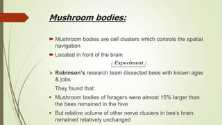 Foraging behavior in honey bees | PPTX