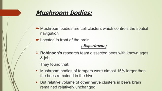 Foraging behavior in honey bees | PPTX