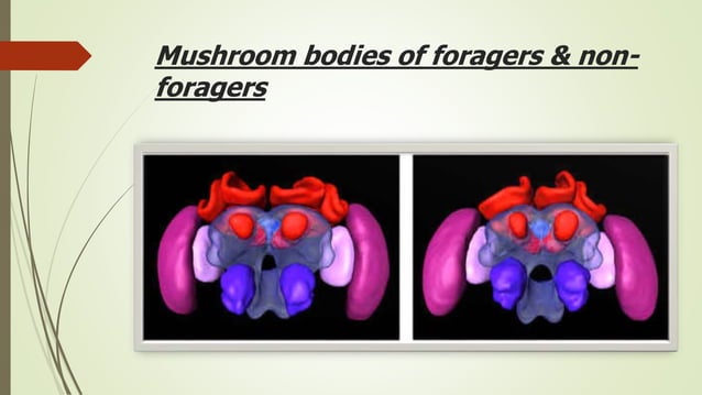 Foraging behavior in honey bees | PPTX