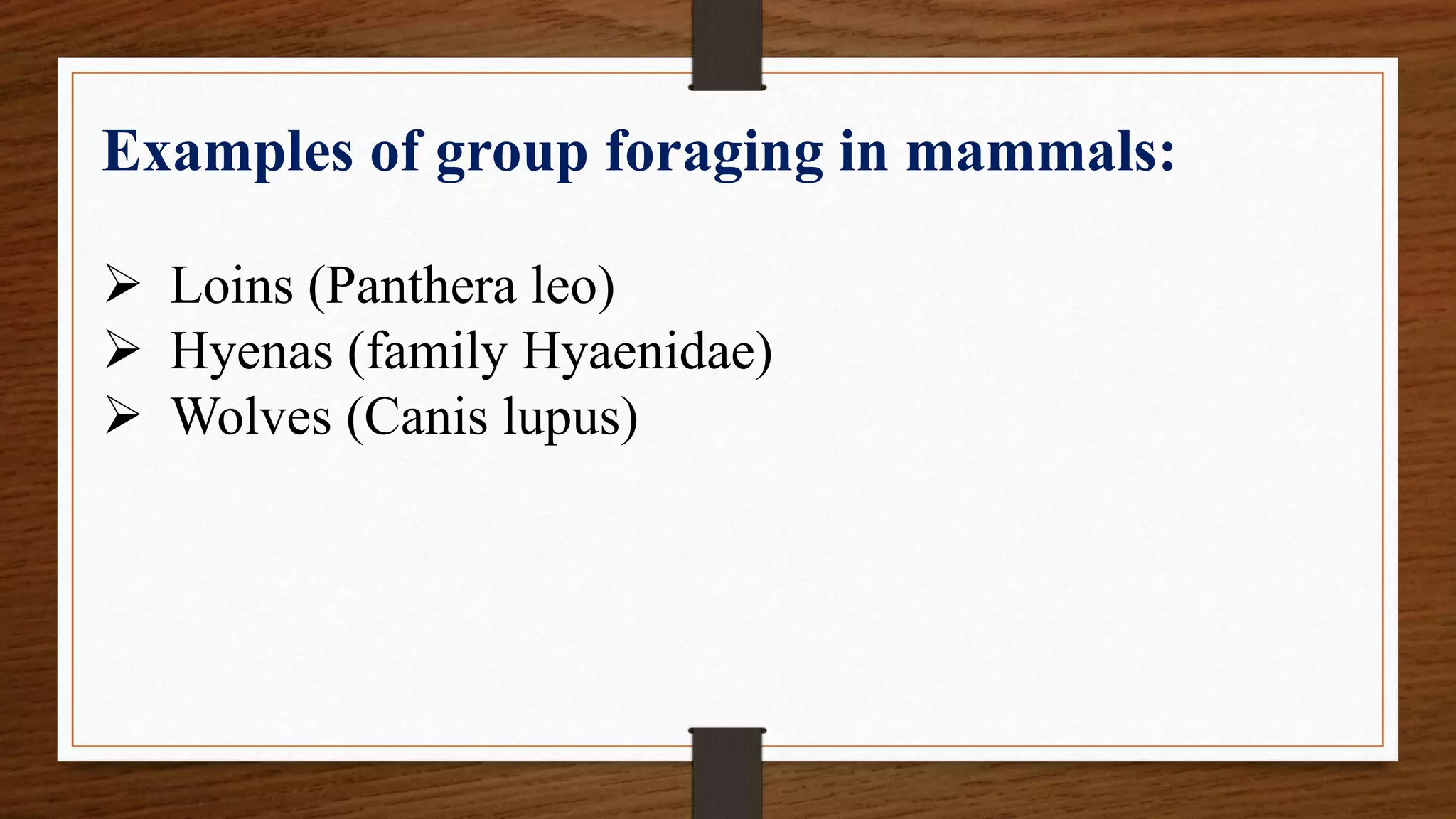 Foraging behavior in mammals | PPT