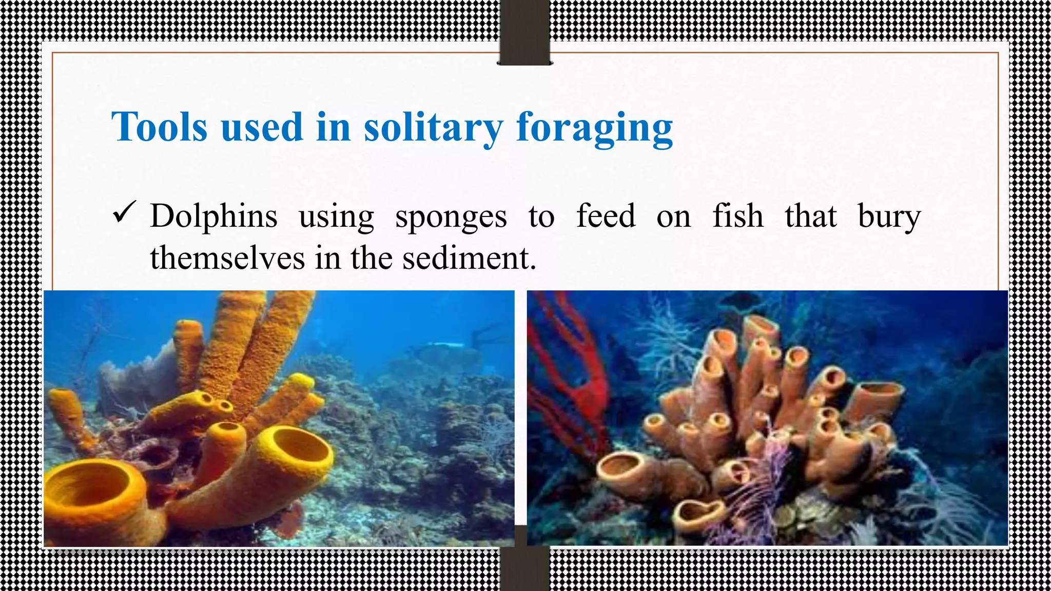 Foraging behavior in mammals | PPTX
