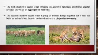 Foraging behavior in mammals | PPTX