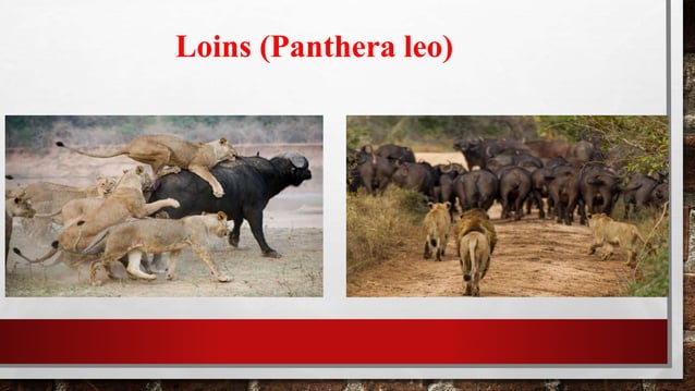 Foraging behavior in mammals | PPTX