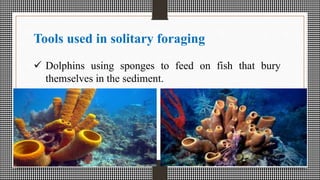 Foraging behavior in mammals | PPTX