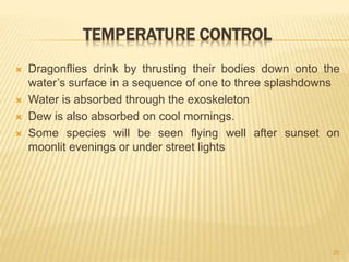 Foraging behavior of dragonfly adult and larvae | PPTX