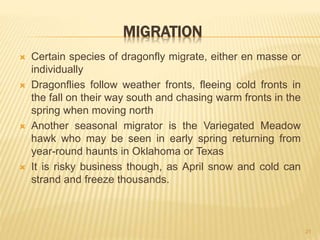 Foraging behavior of dragonfly adult and larvae | PPTX