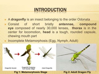 Foraging behavior of dragonfly adult and larvae | PPTX