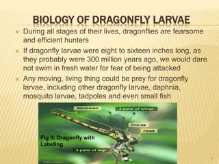 Foraging behavior of dragonfly adult and larvae | PPTX