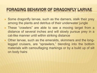 Foraging behavior of dragonfly adult and larvae | PPTX