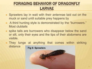 Foraging behavior of dragonfly adult and larvae | PPTX