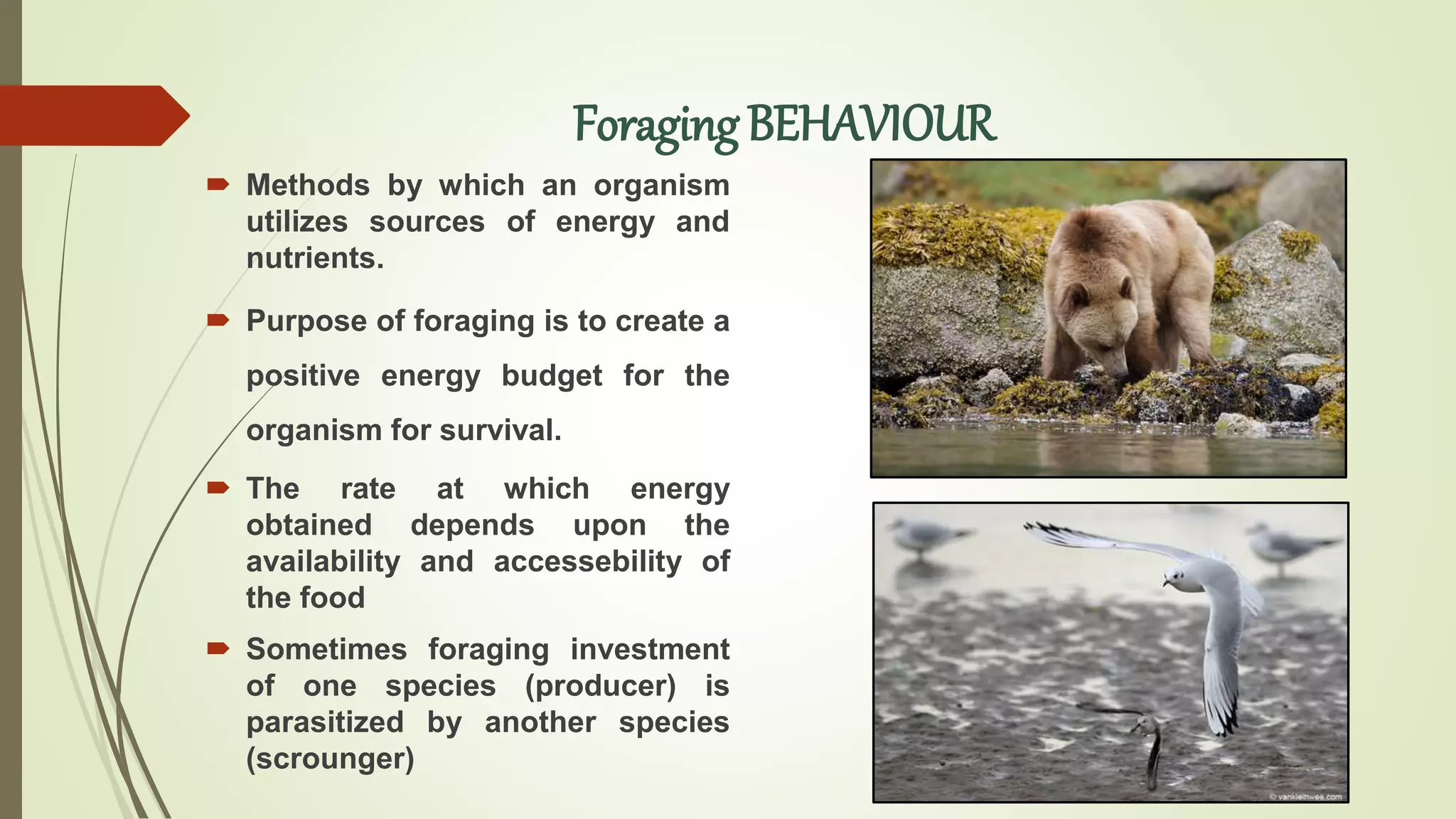 Foraging behaviour | PPTX