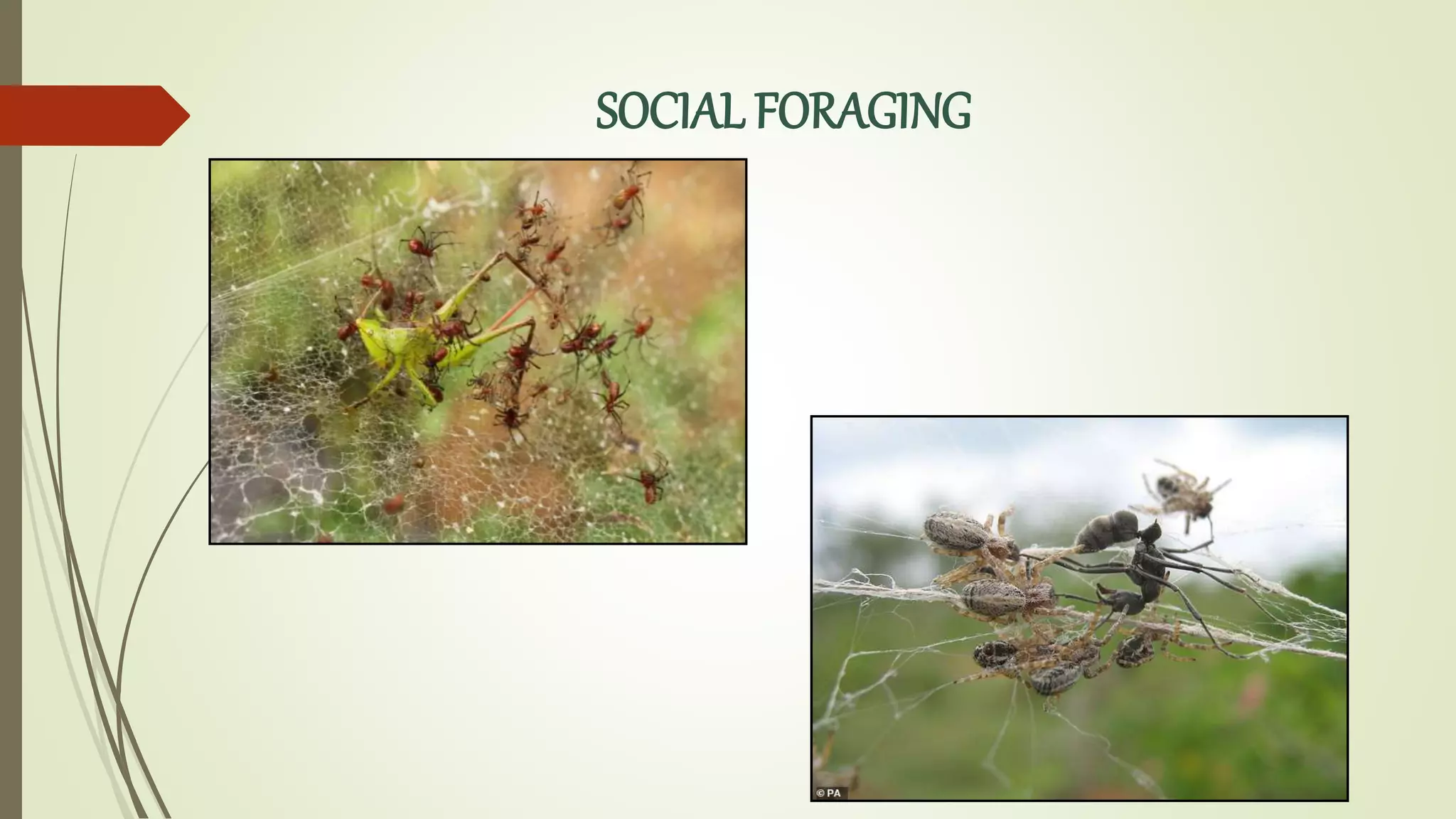 Foraging behaviour | PPTX