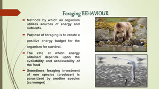 Foraging behaviour | PPTX