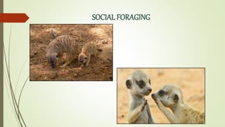 Foraging behaviour | PPTX