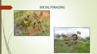 Foraging behaviour | PPTX | Dogs | Pets