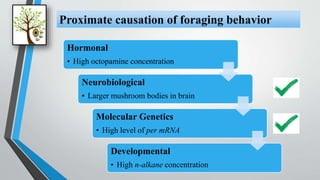 Foraging Behaviour of Apis Mellifera.pptx