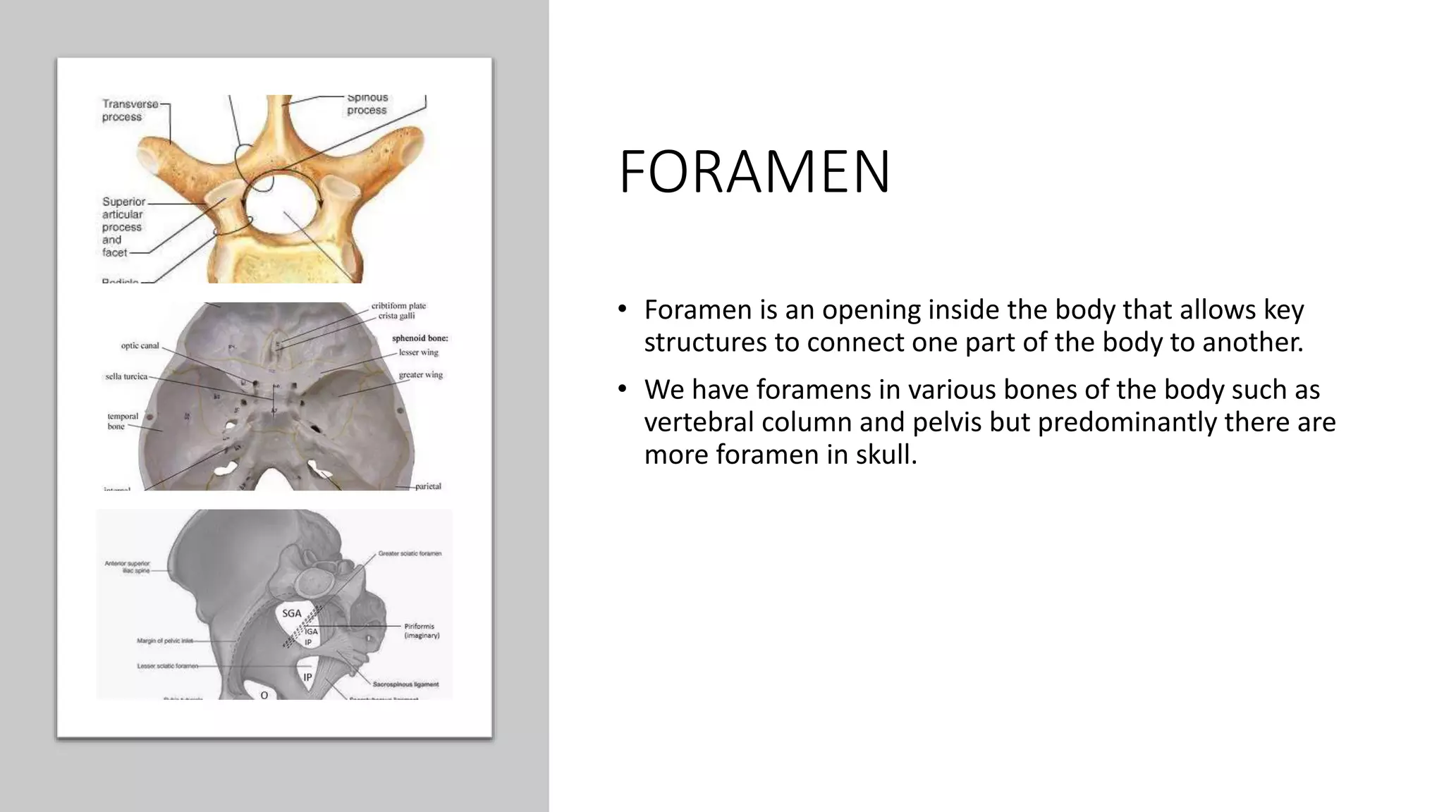 FORAMEN.pptx