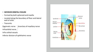 FORAMEN.pptx