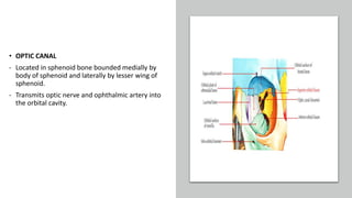 FORAMEN.pptx