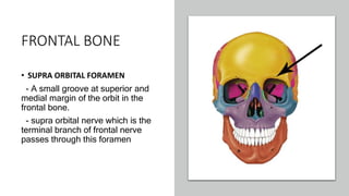 FORAMEN.pptx