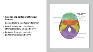 Posterior Ethmoidal Foramen