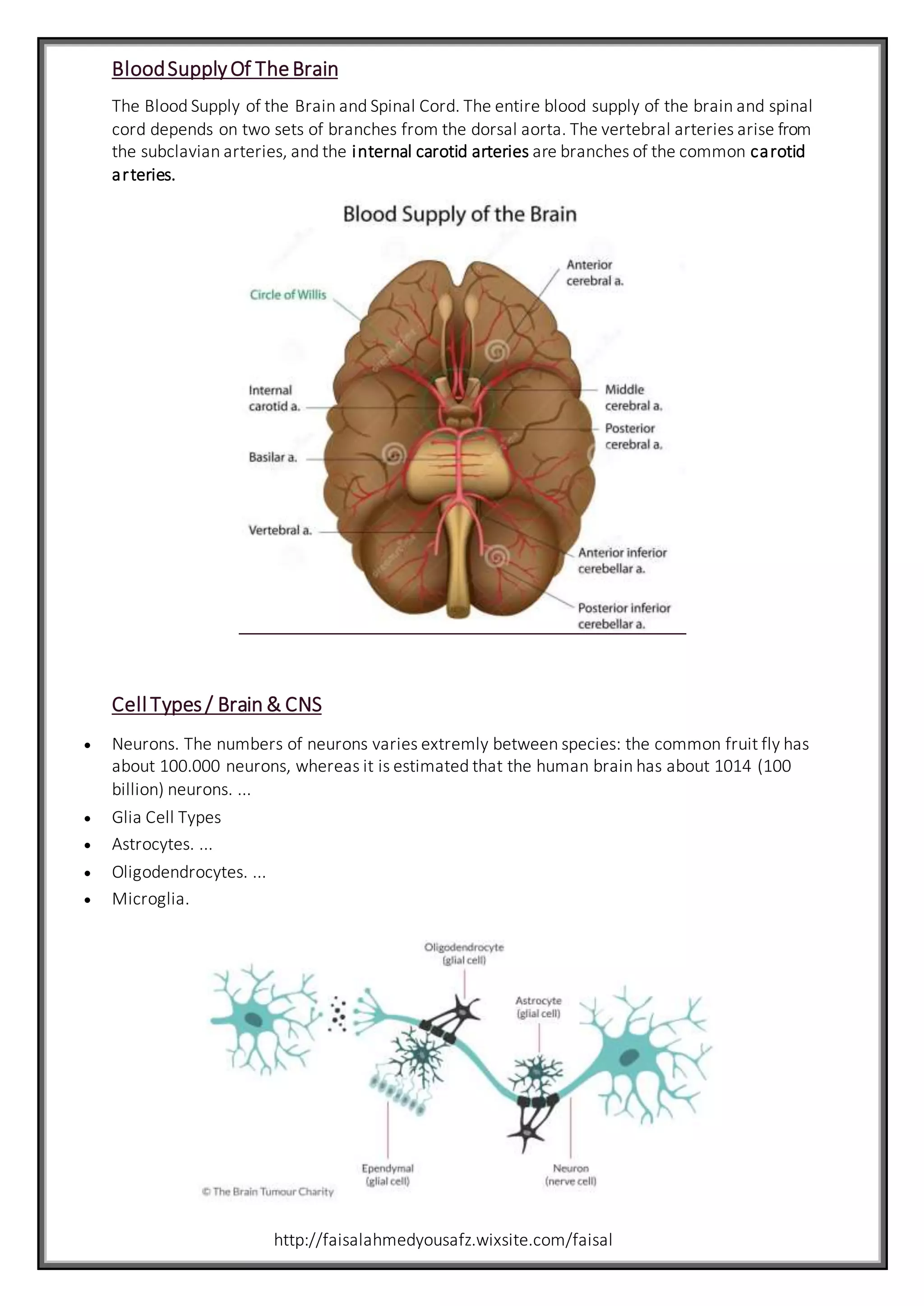 Foramen magnum | PDF