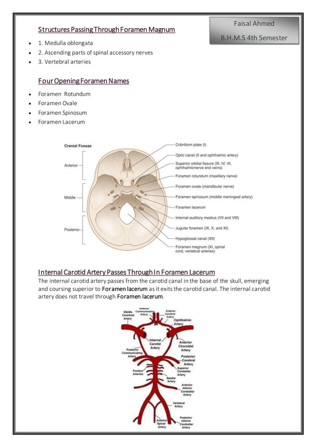 Foramen magnum | PDF