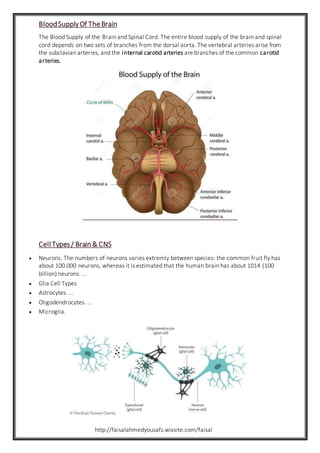 Foramen magnum | PDF